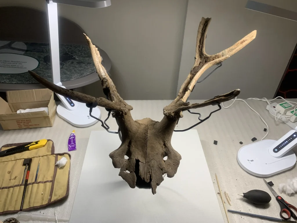Mesolithic Marvels: Conserving the Star Carr Headdresses - York ...